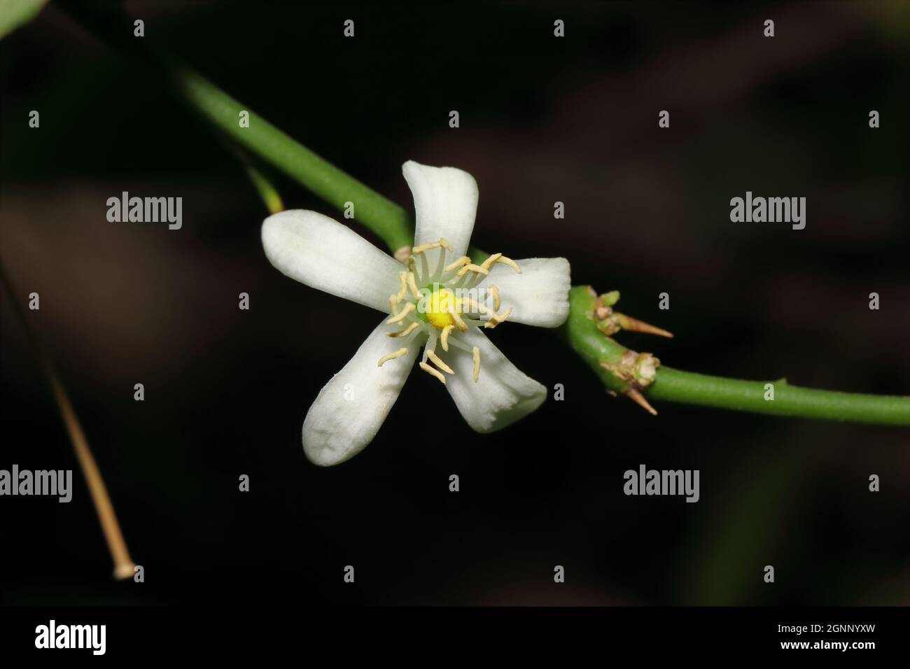 close-up of White Flower of Organic Hybrid Improved Species lemon Tree ...