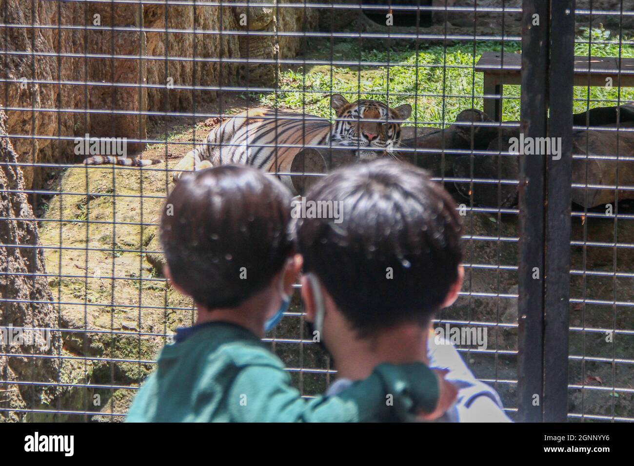 Visitors seen watching a Tiger (Panthera tigris) at the Bandung ...