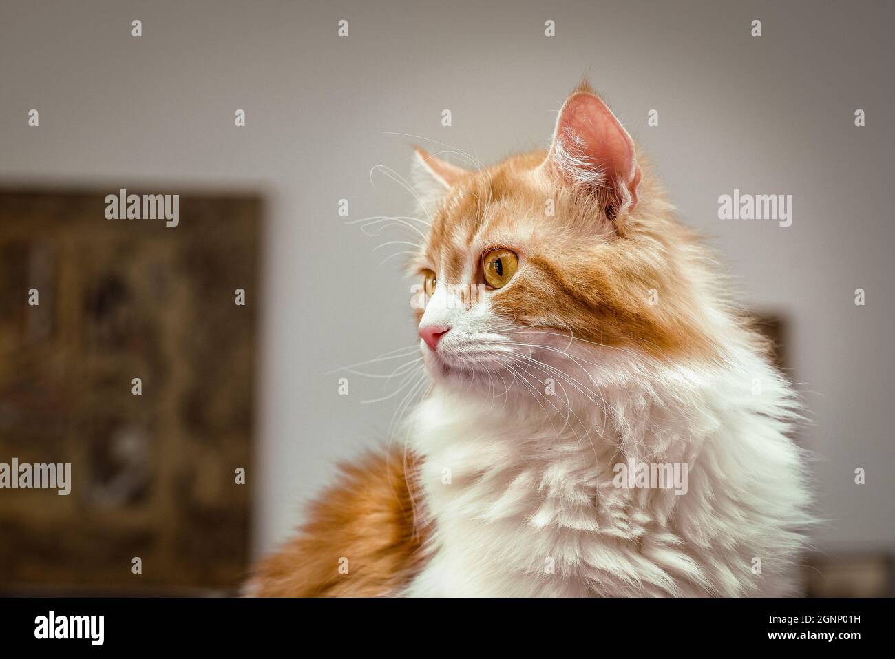 fluffy cat pet Stock Photo - Alamy