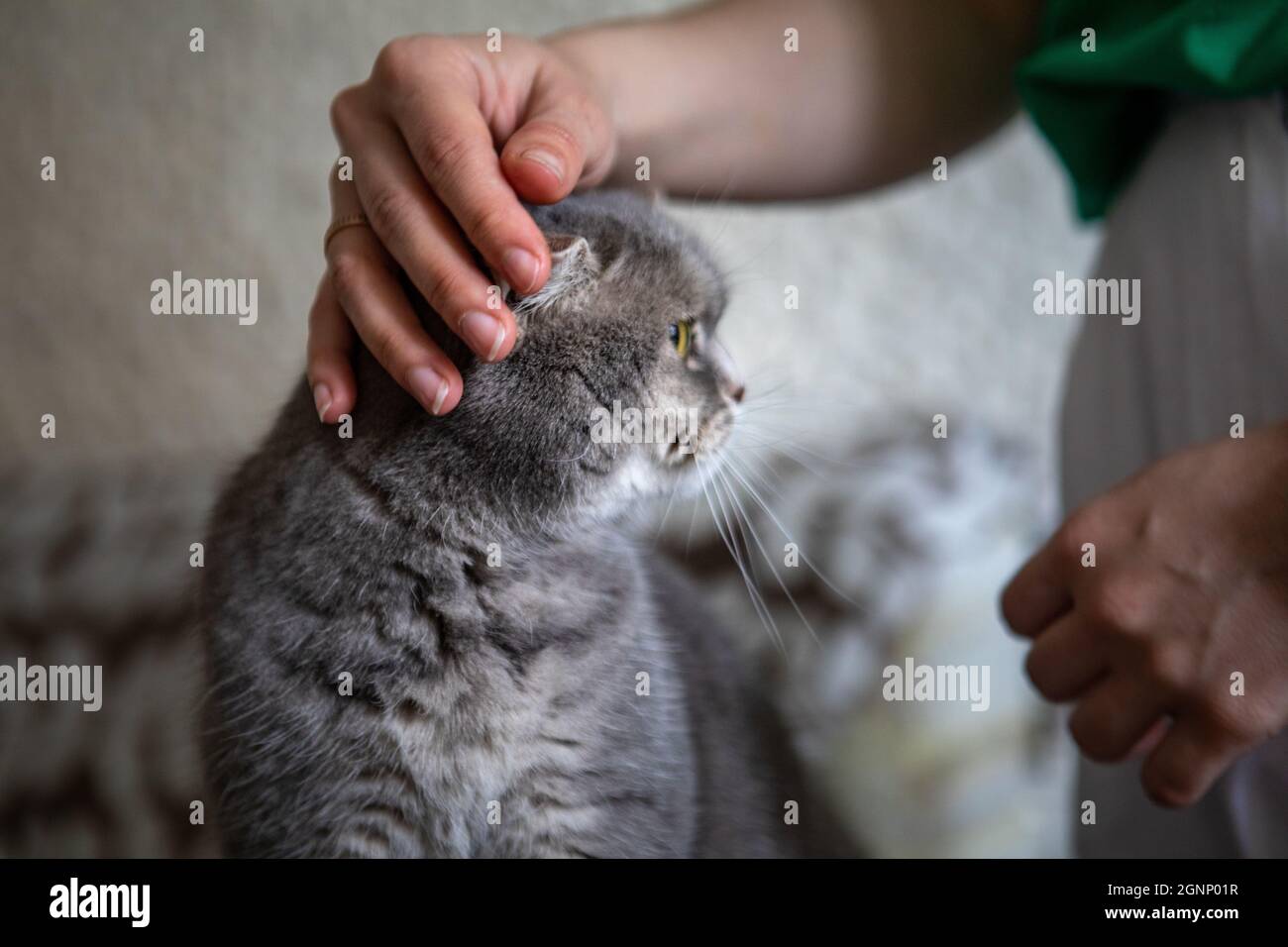 Petting grey furry cat hi-res stock photography and images - Alamy