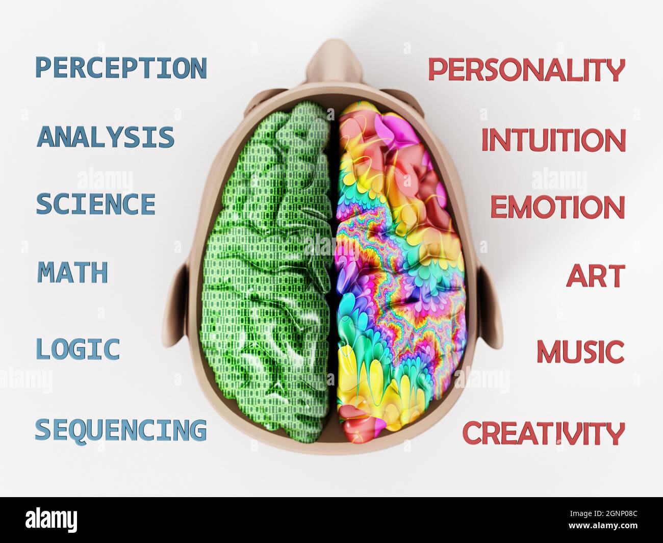 Two hemispheres brain illustration hi-res stock photography and images ...