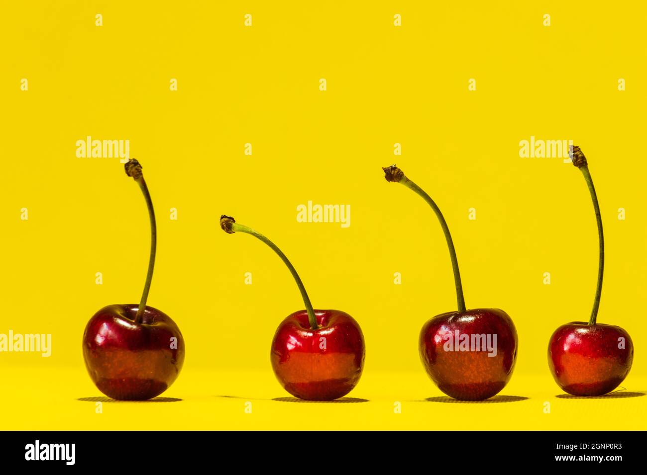 Four ripe cherries stand in a row against a bright yellow background ...