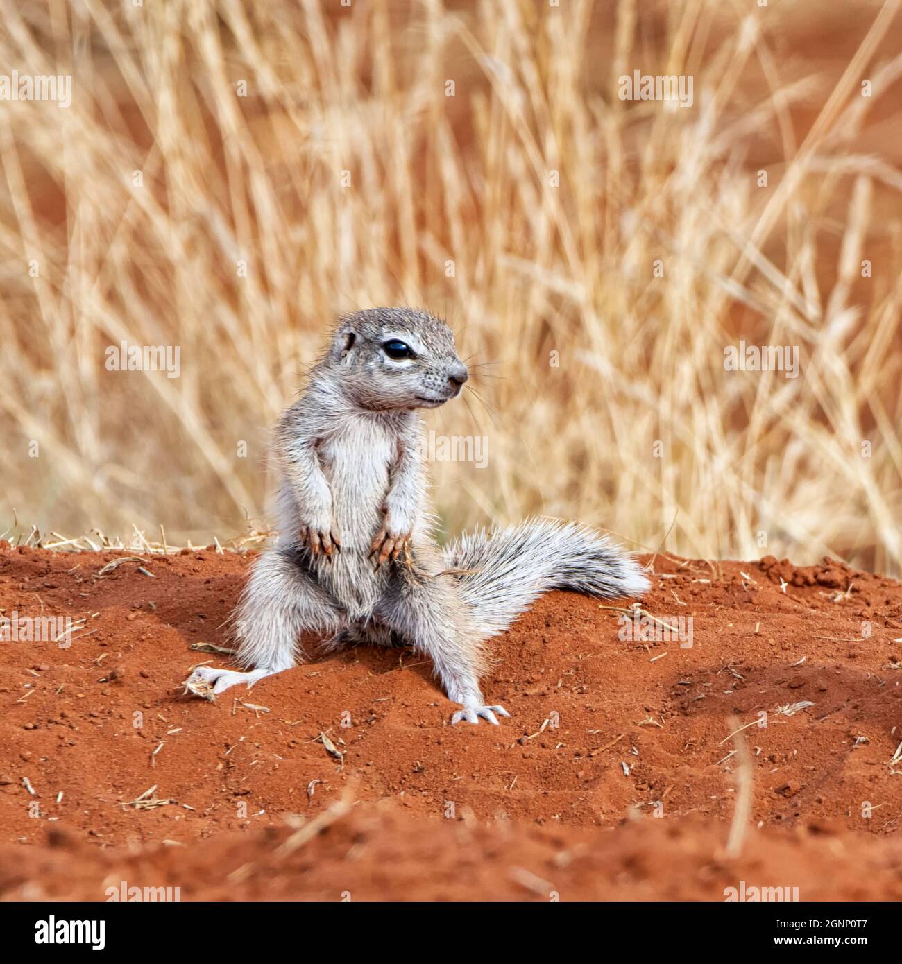African Ground Squirrel