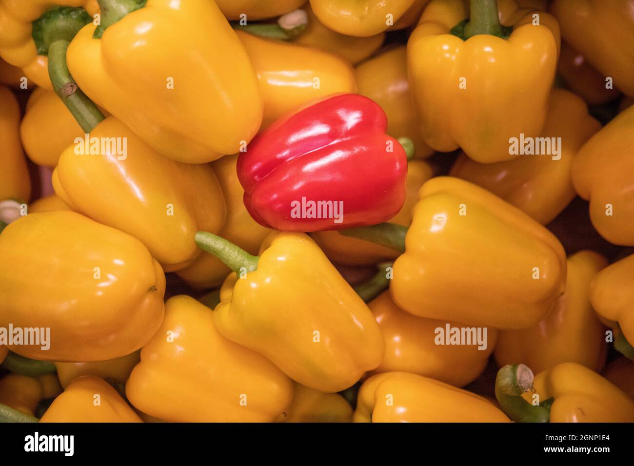 one red pepper in group of yellow peppers Stock Photo - Alamy
