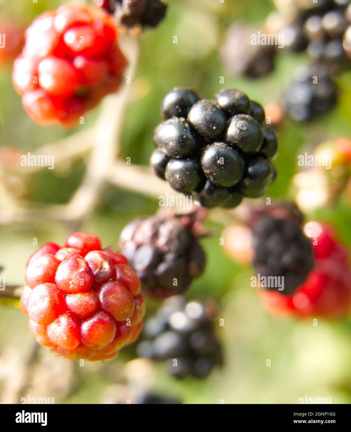 Rubus brambles hi-res stock photography and images - Alamy