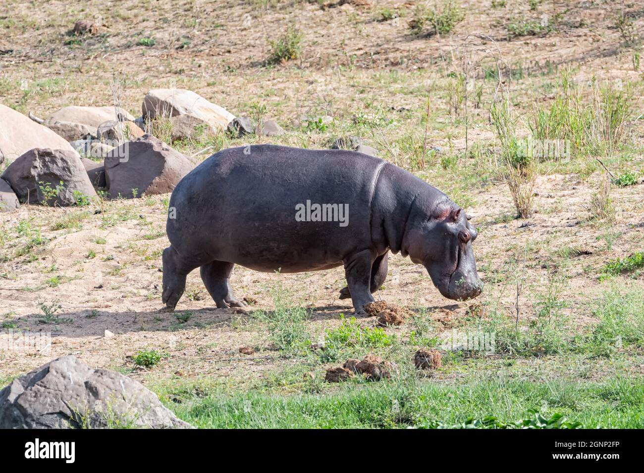 A Hippo foraging on a riverbank in Southern Africa Stock Photo - Alamy