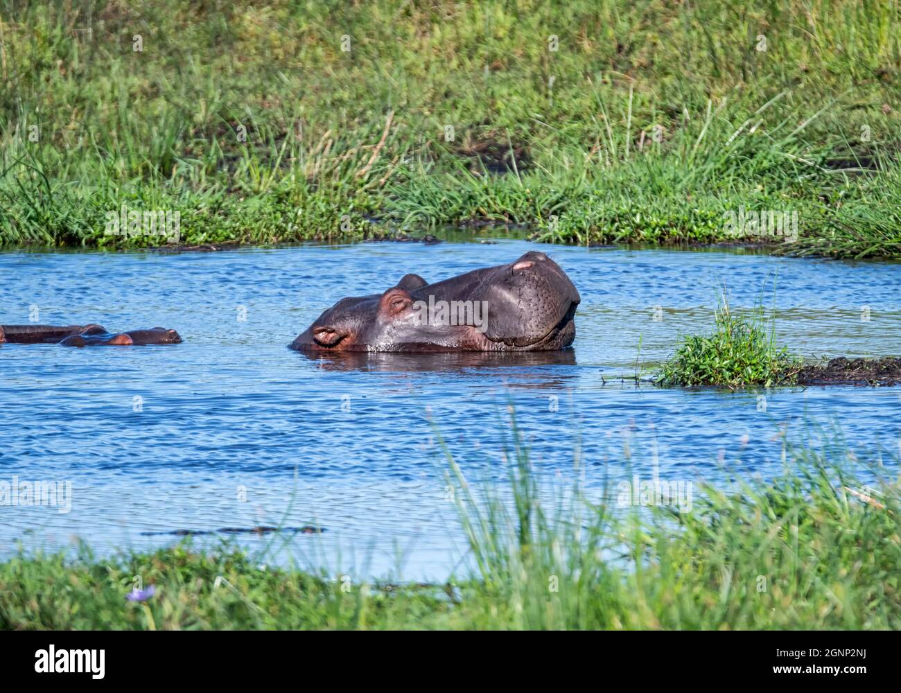 Hippos in a river in Southern Africa Stock Photo - Alamy