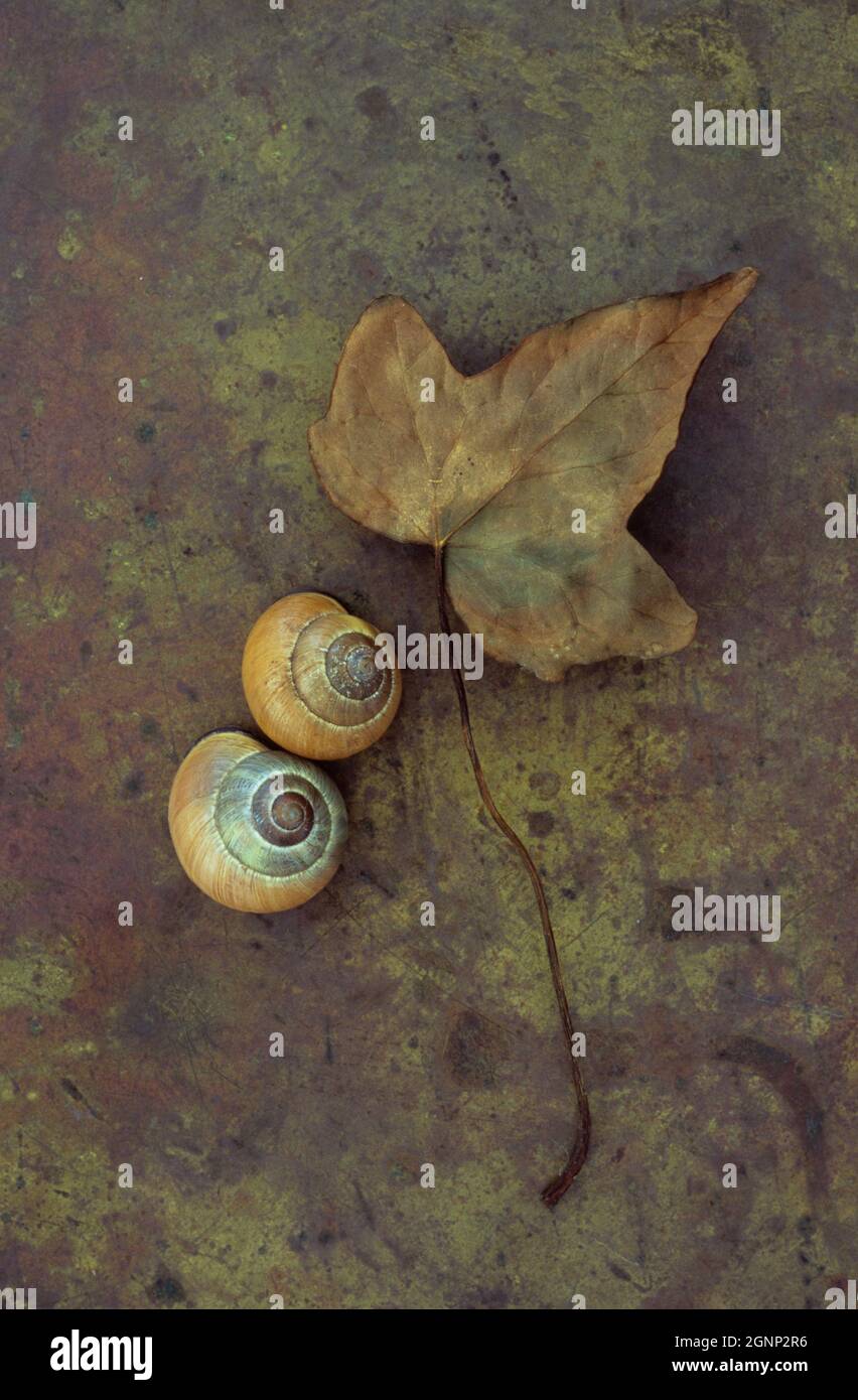 Two light brown shells of garden snails lying on tarnished brass next to dried leaf of Ivy or ...