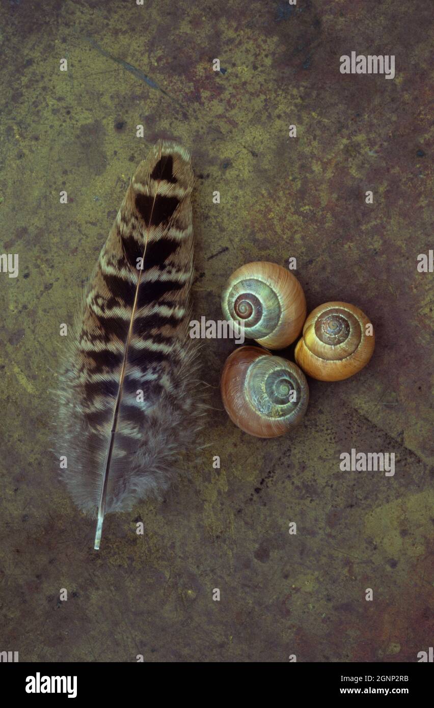 Pheasant feather hi-res stock photography and images - Alamy