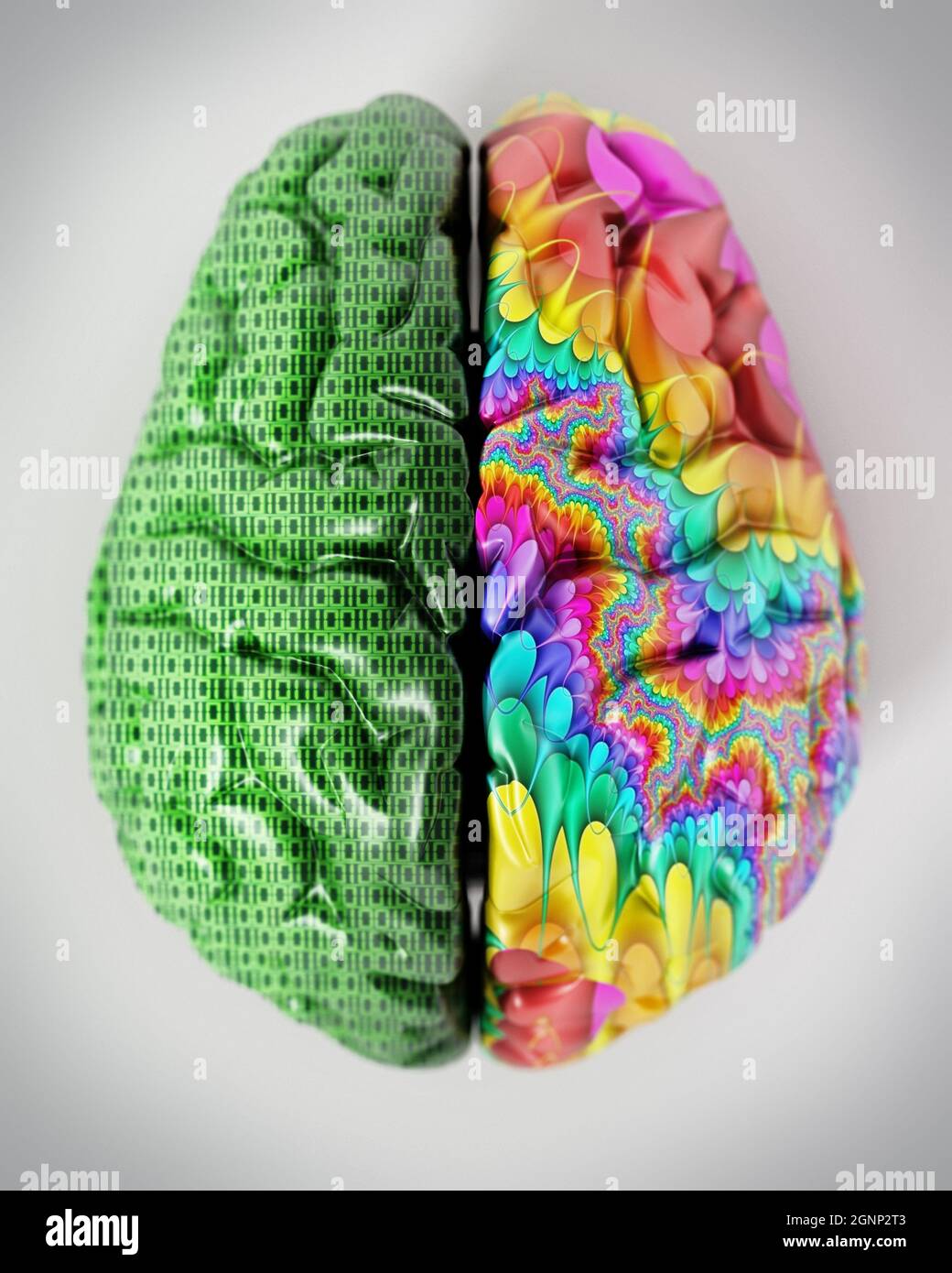 3D illustration representing two lobes of the human brain Stock Photo ...