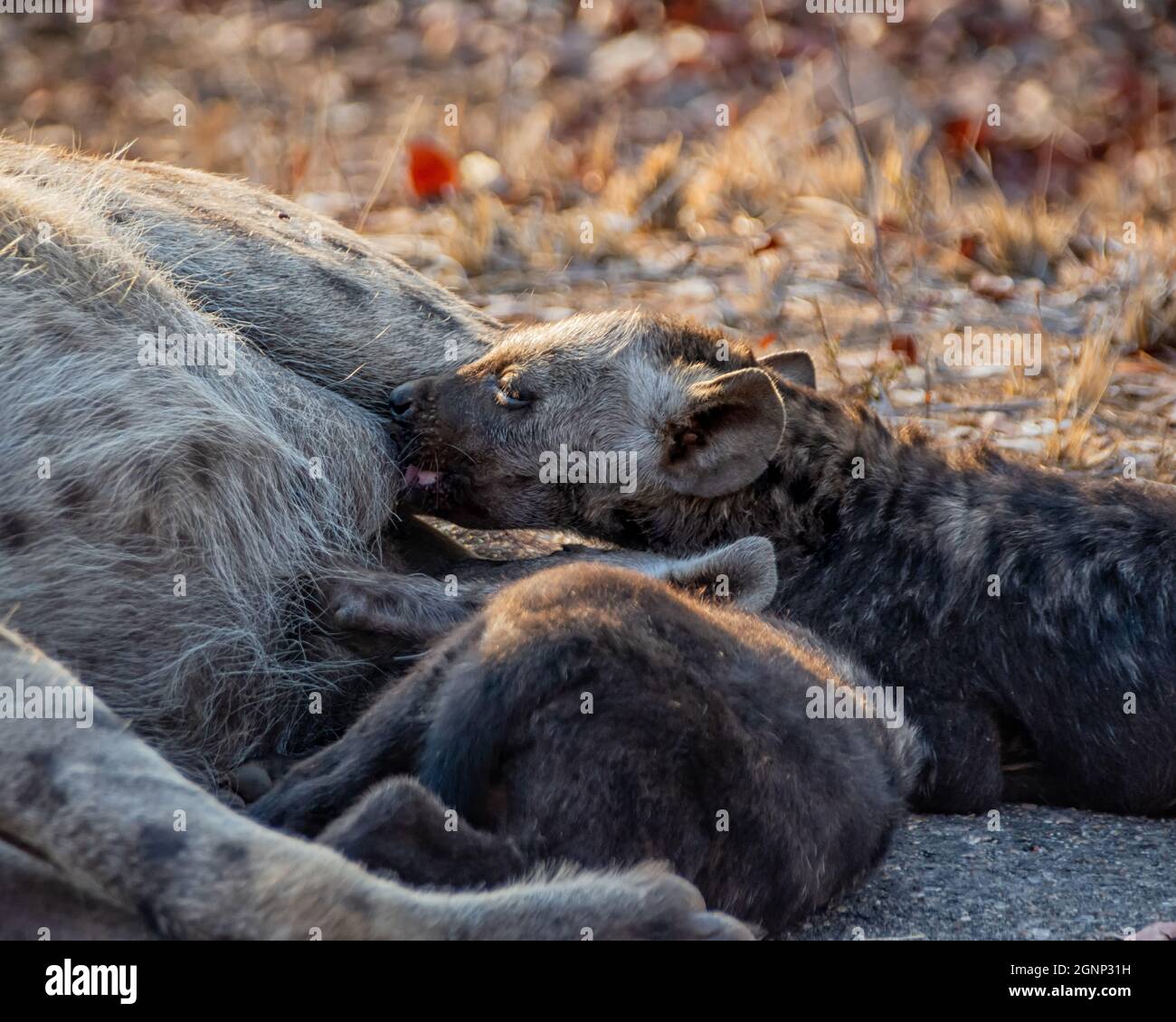 A Spotted Hyena mother and cubs in Southern Africa Stock Photo - Alamy
