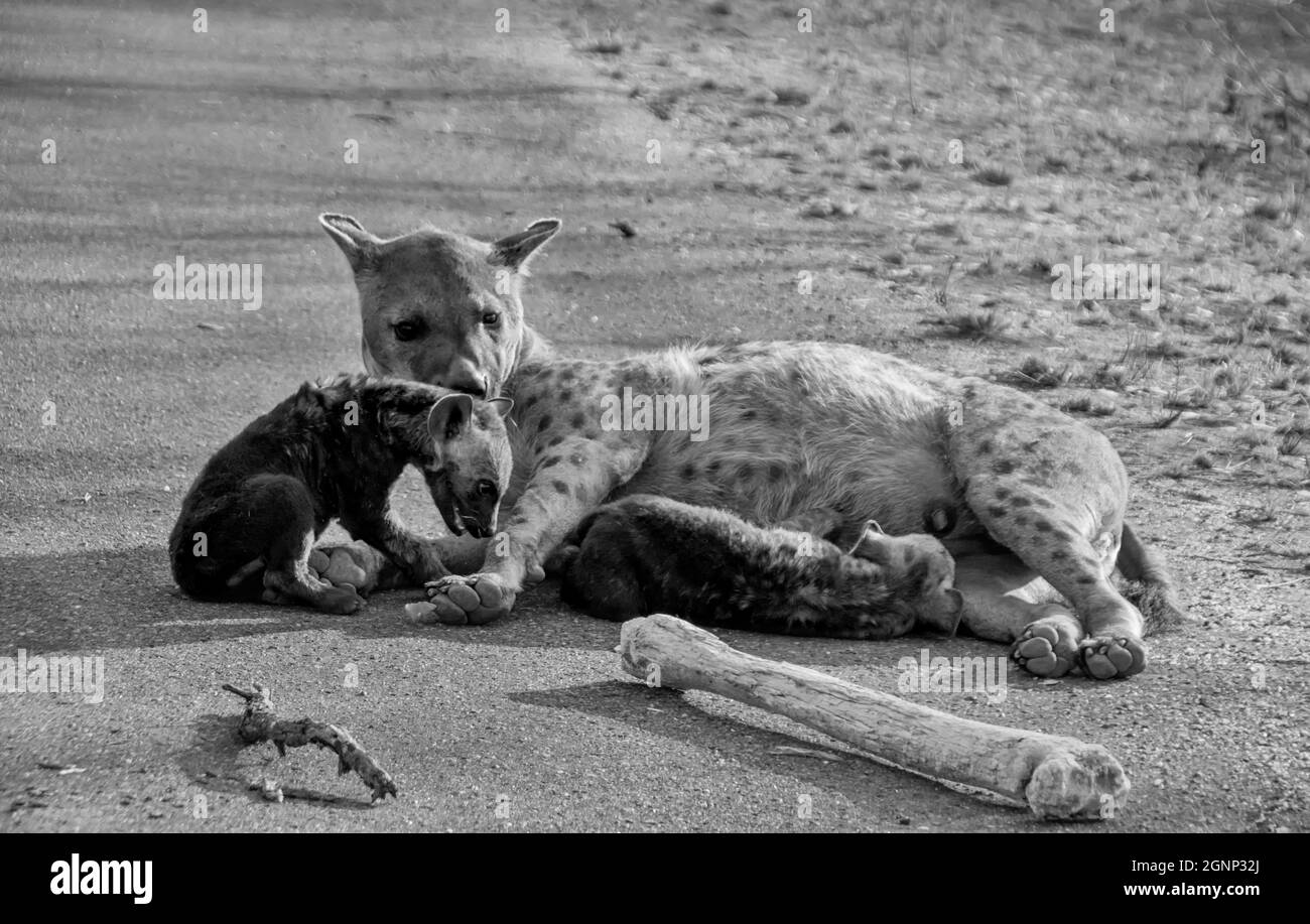 A Spotted Hyena mother and cubs in Southern Africa Stock Photo - Alamy