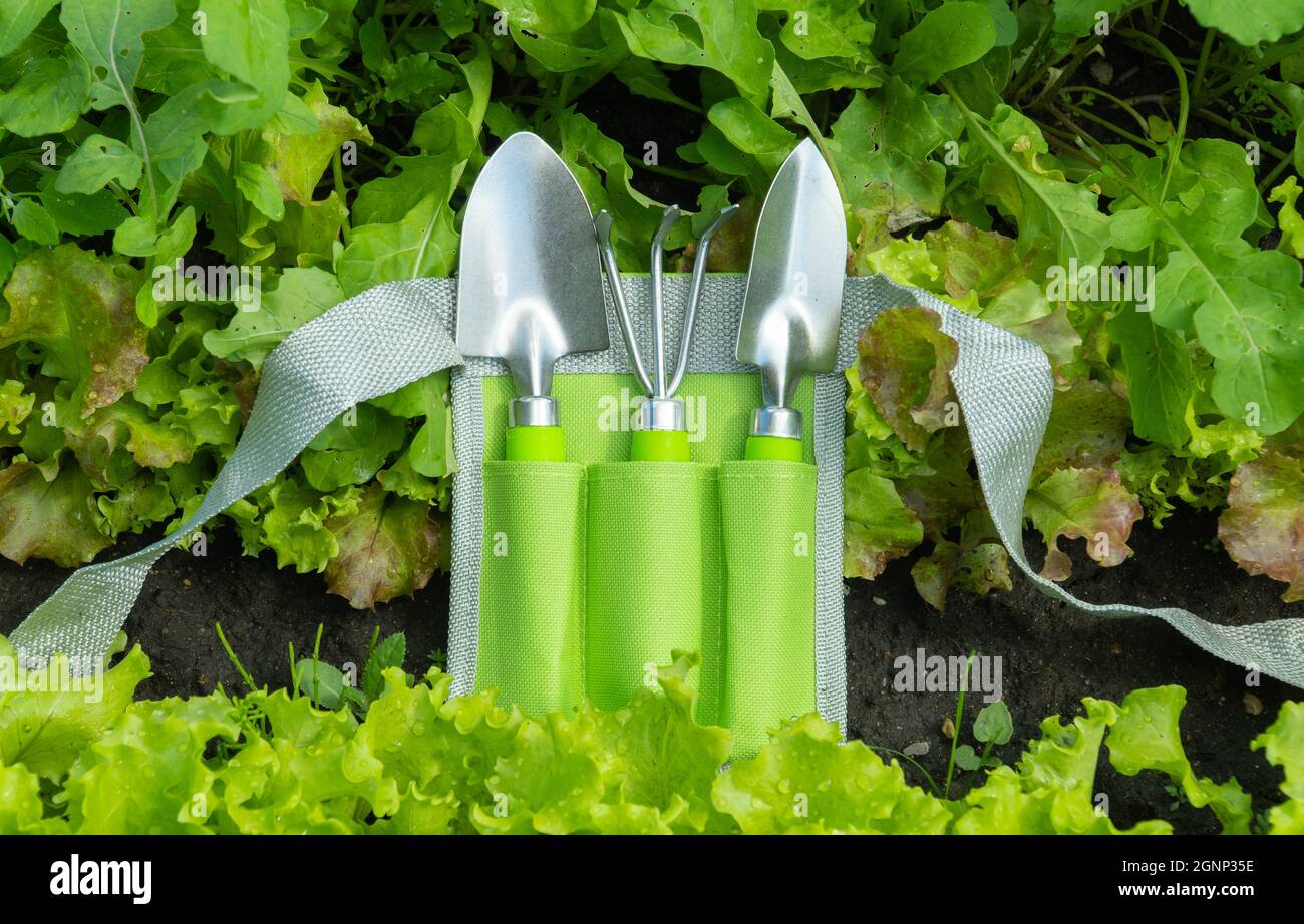 set of gardening tools. devices for cultivating the land in the beds ...