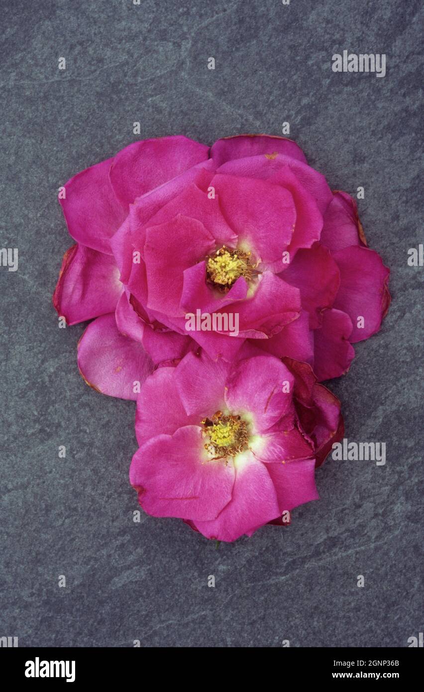 Flowerheads of two deep pink roses open to reveal stamens lying face up ...