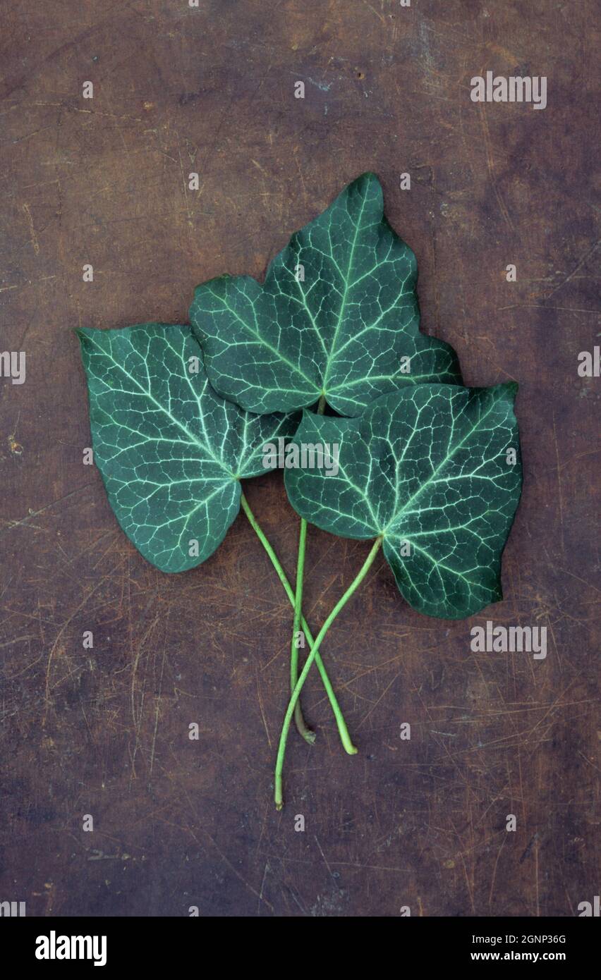 Three fresh dark green leaves of Ivy or Hedera helix with prominent ...