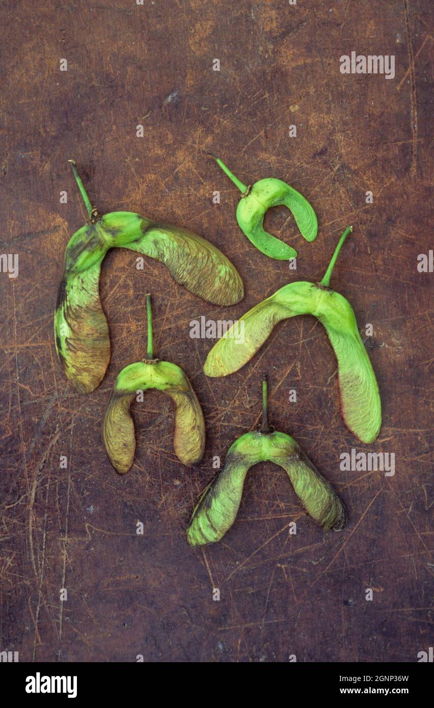 Winged seeds of Sycamore or Acer pseudoplatanus tree green but turning ...
