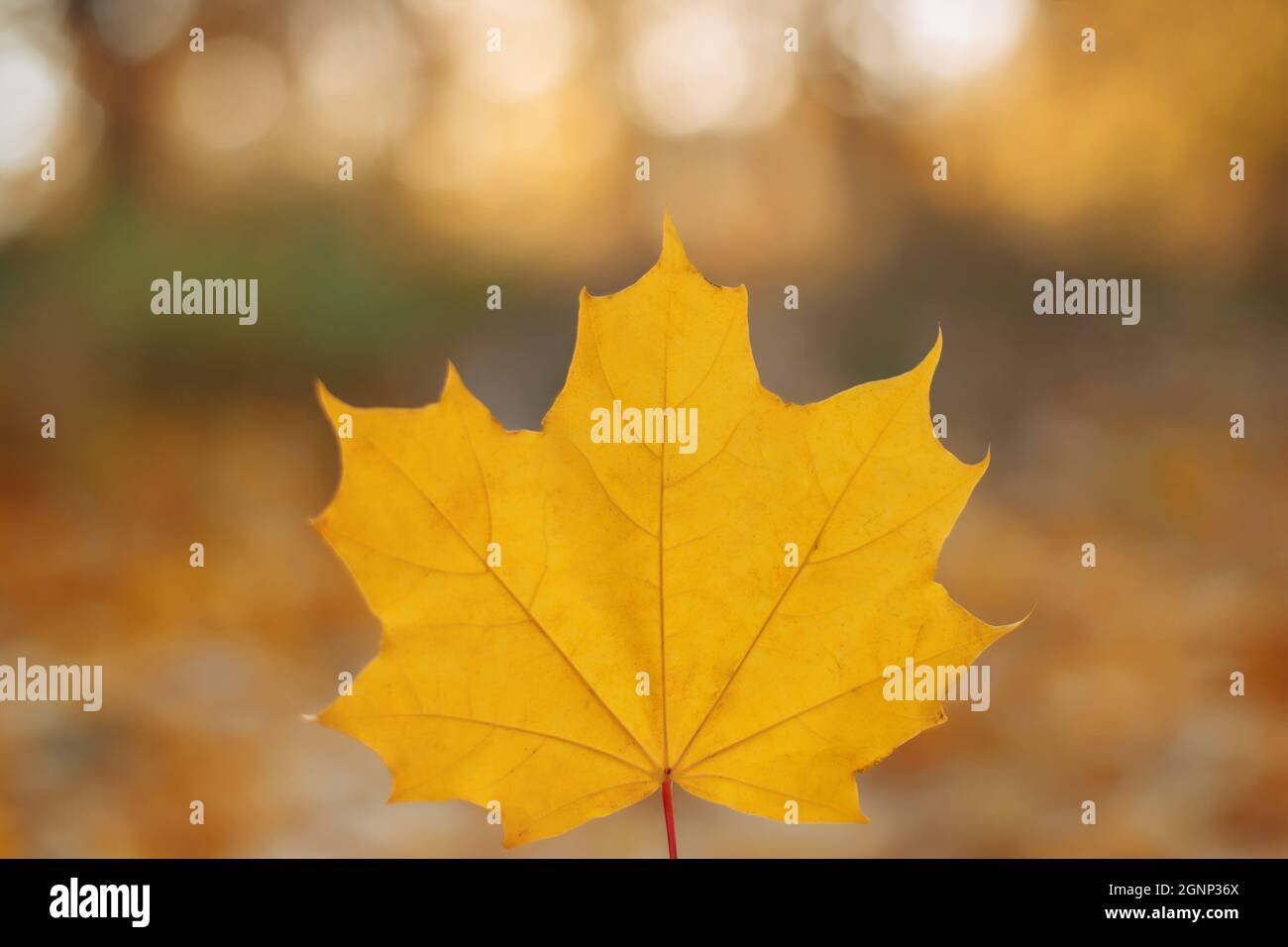 Autumn background with maple leaf Stock Photo - Alamy