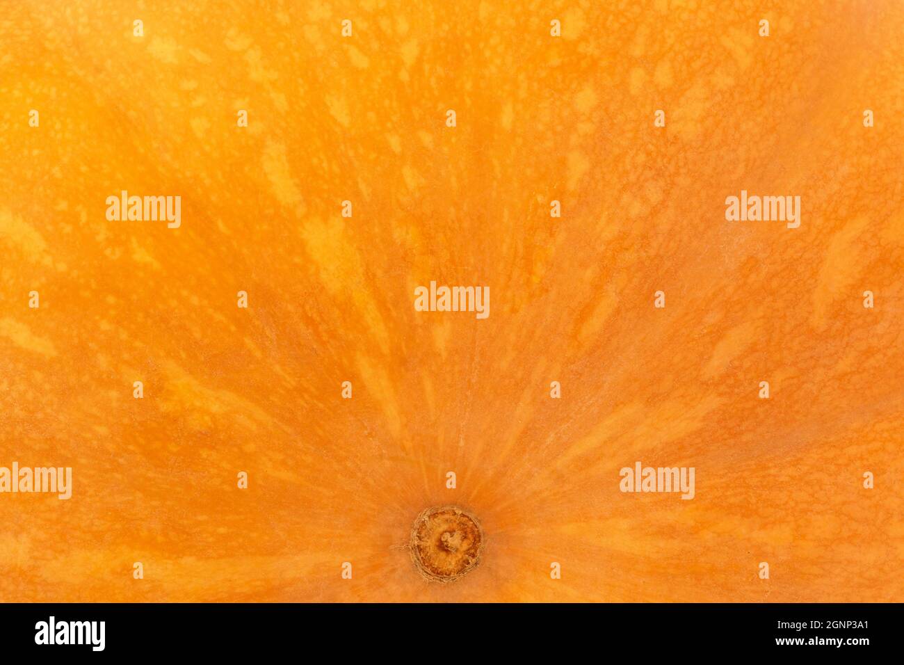 close up of bright orange bottom of ripe pumpkin background Stock Photo ...