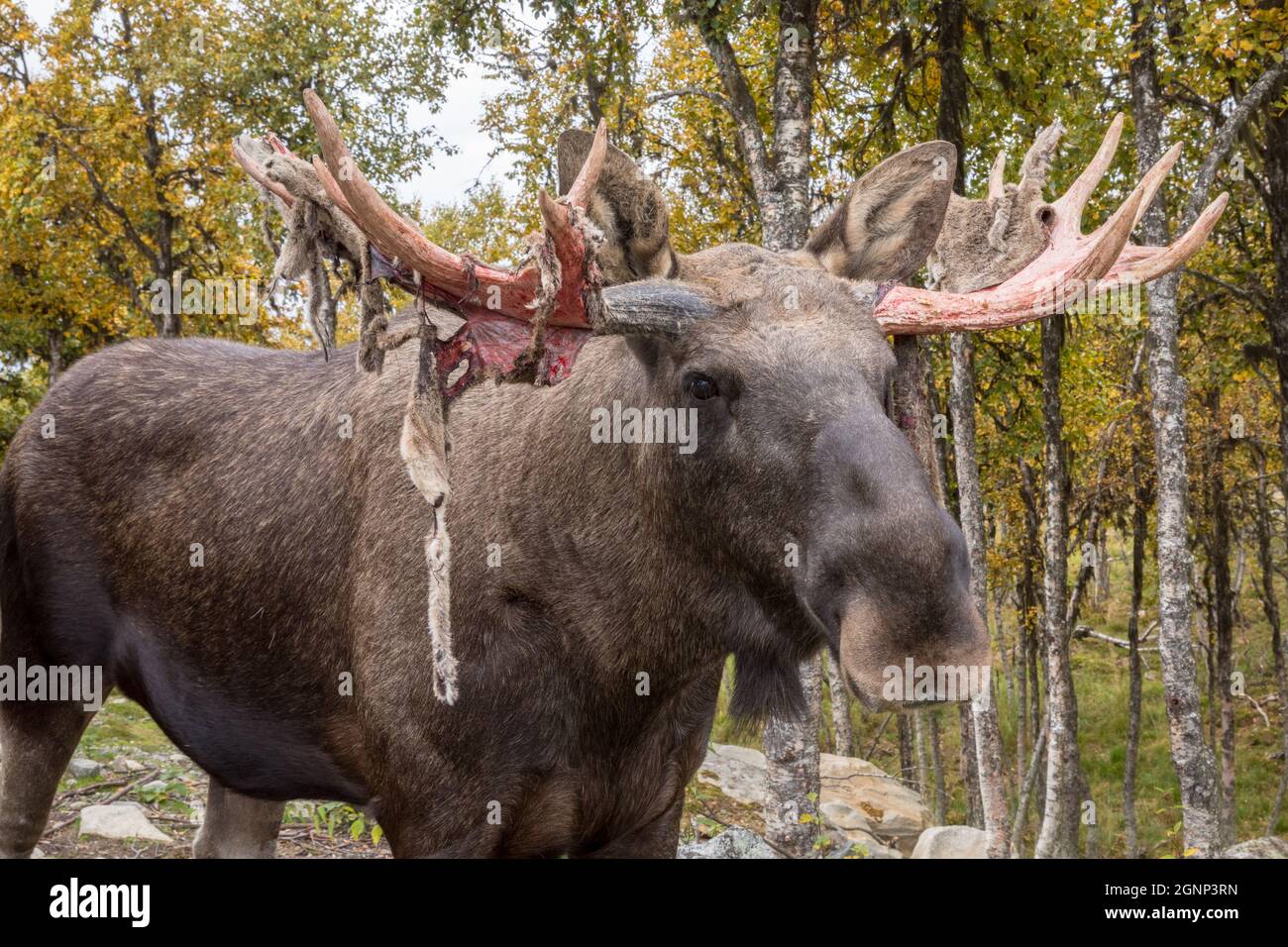 Moose mating hi-res stock photography and images - Alamy