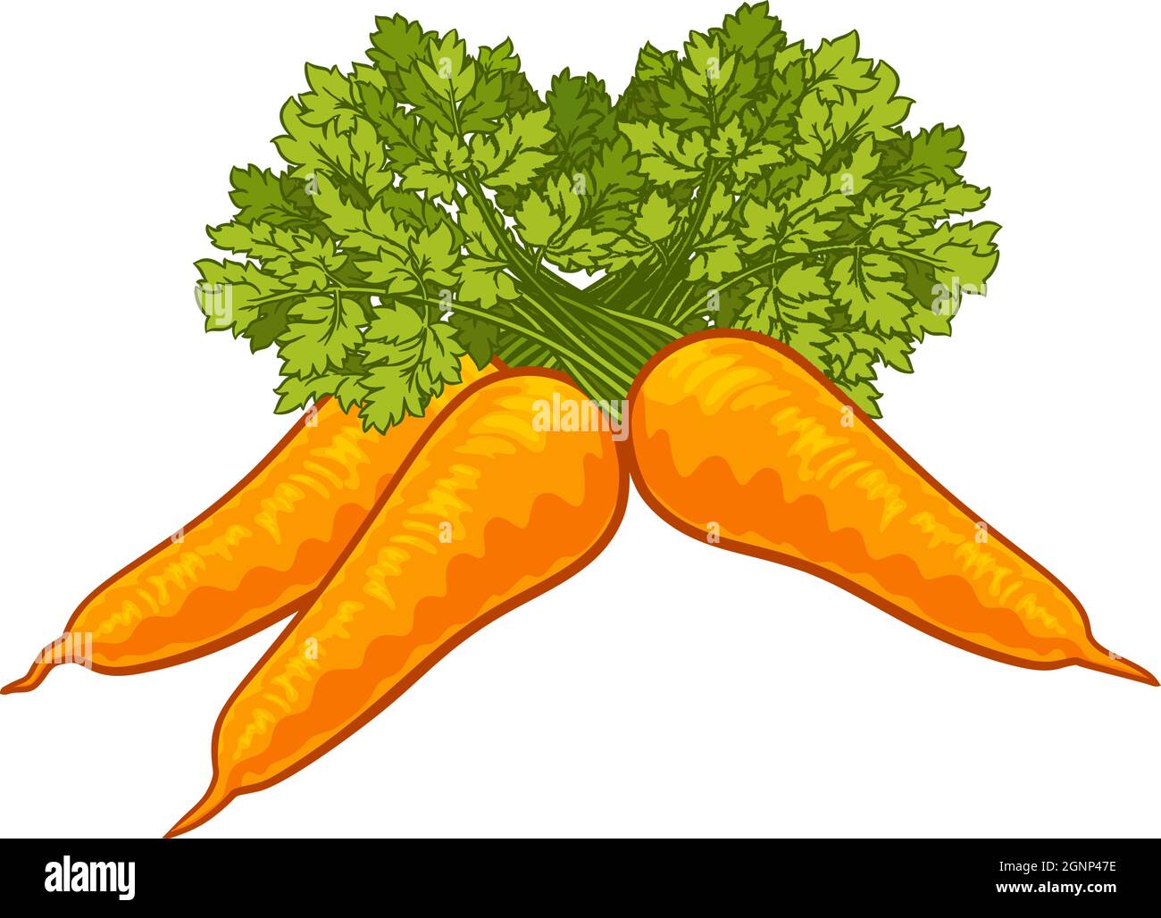 Carrots Vegetable Cartoon Illustration Stock Vector Image & Art - Alamy