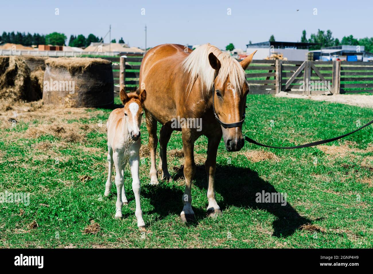 Horse mare and her very small foal in a farm Stock Photo - Alamy