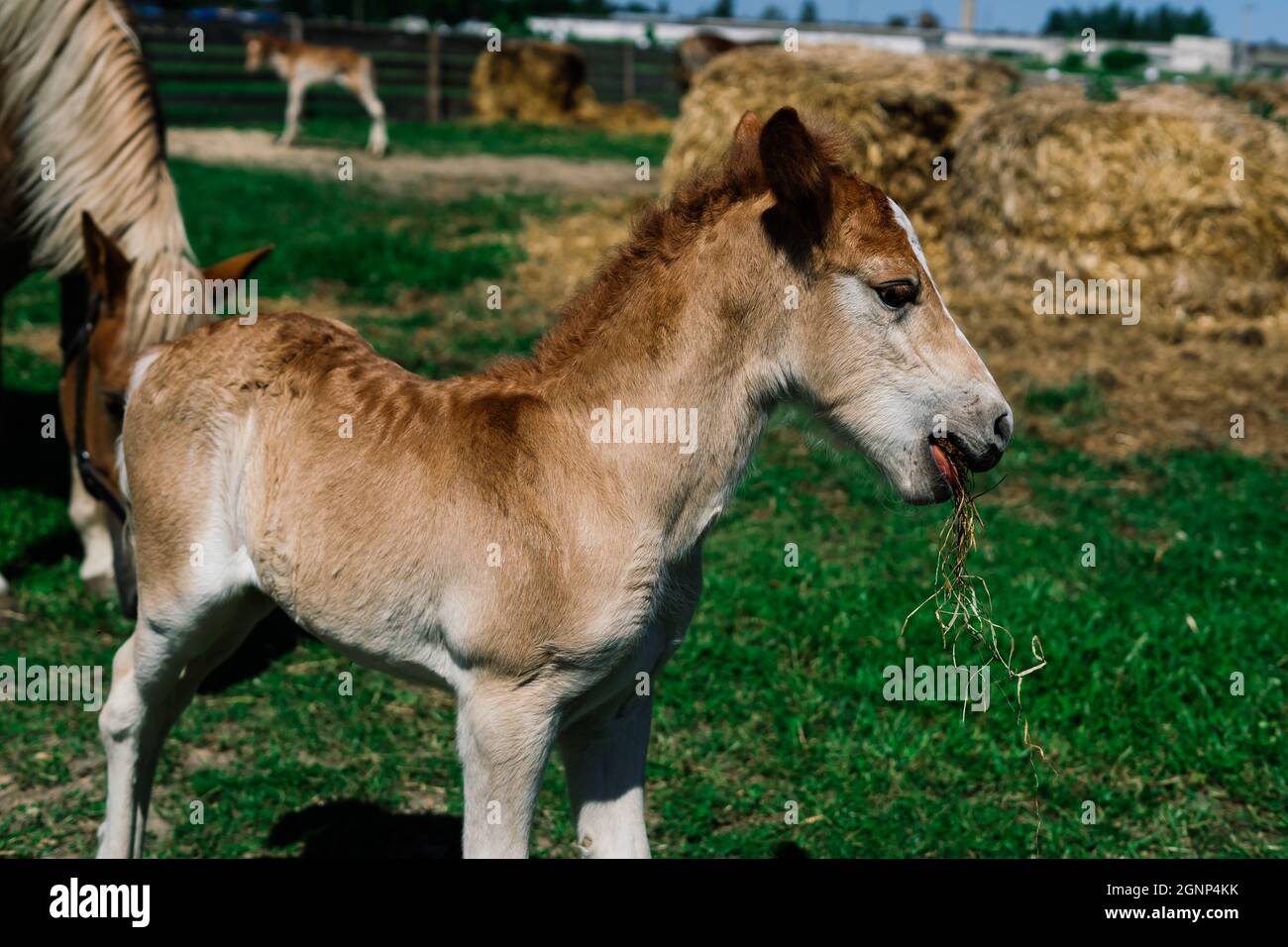 Horse mare and her very small foal in a farm Stock Photo - Alamy