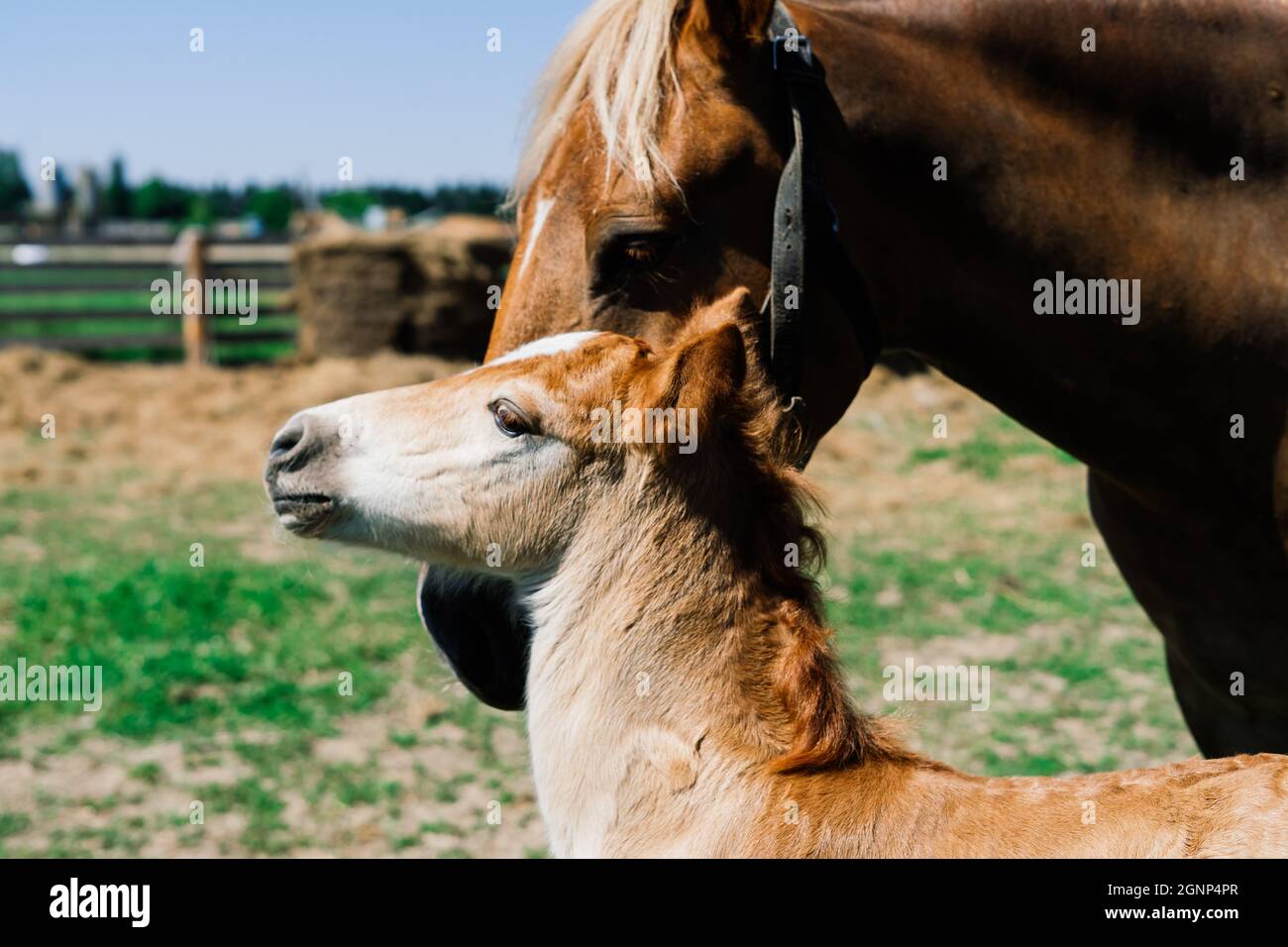 Horse mare and her very small foal in a farm Stock Photo - Alamy