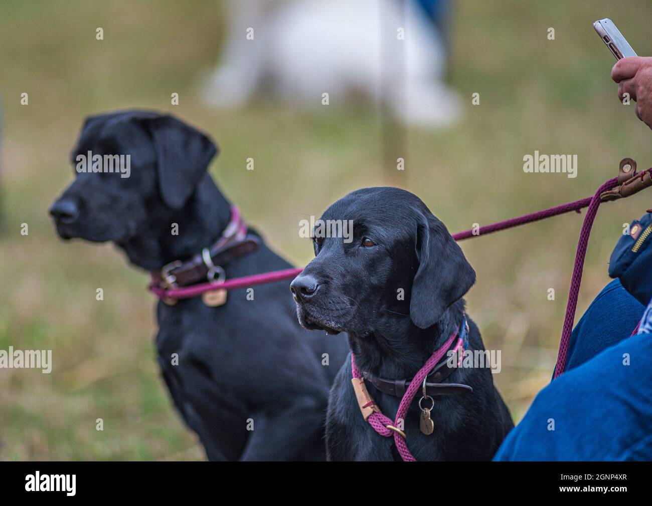 Two Black Labrador dogs sat watching the show ring at country dog show ...