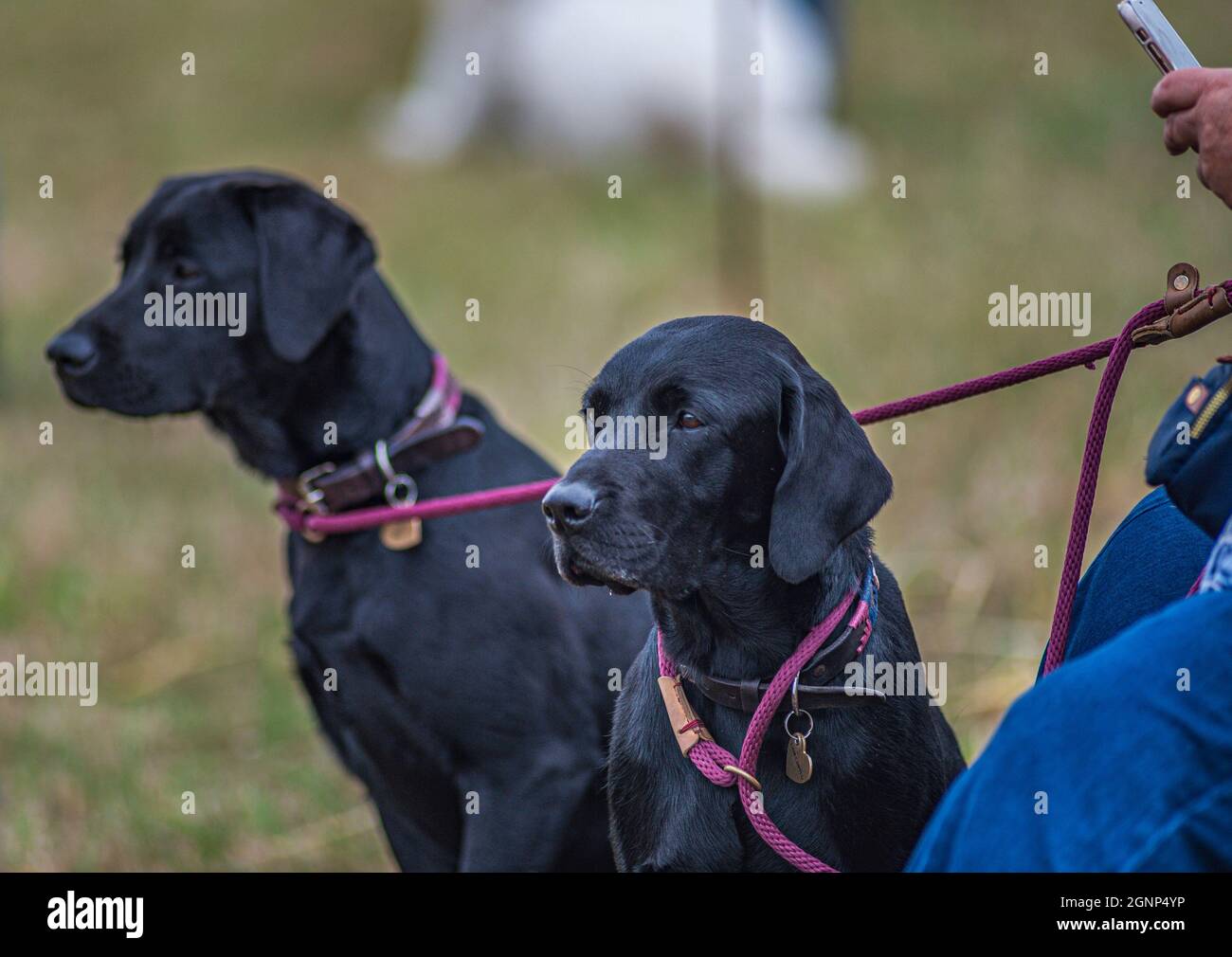What 2 Dogs Made A Labrador