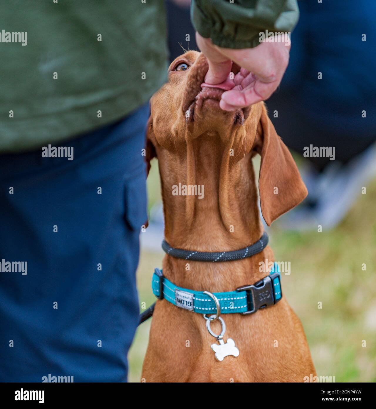 Dog getting a treat isolated hi-res stock photography and images - Alamy