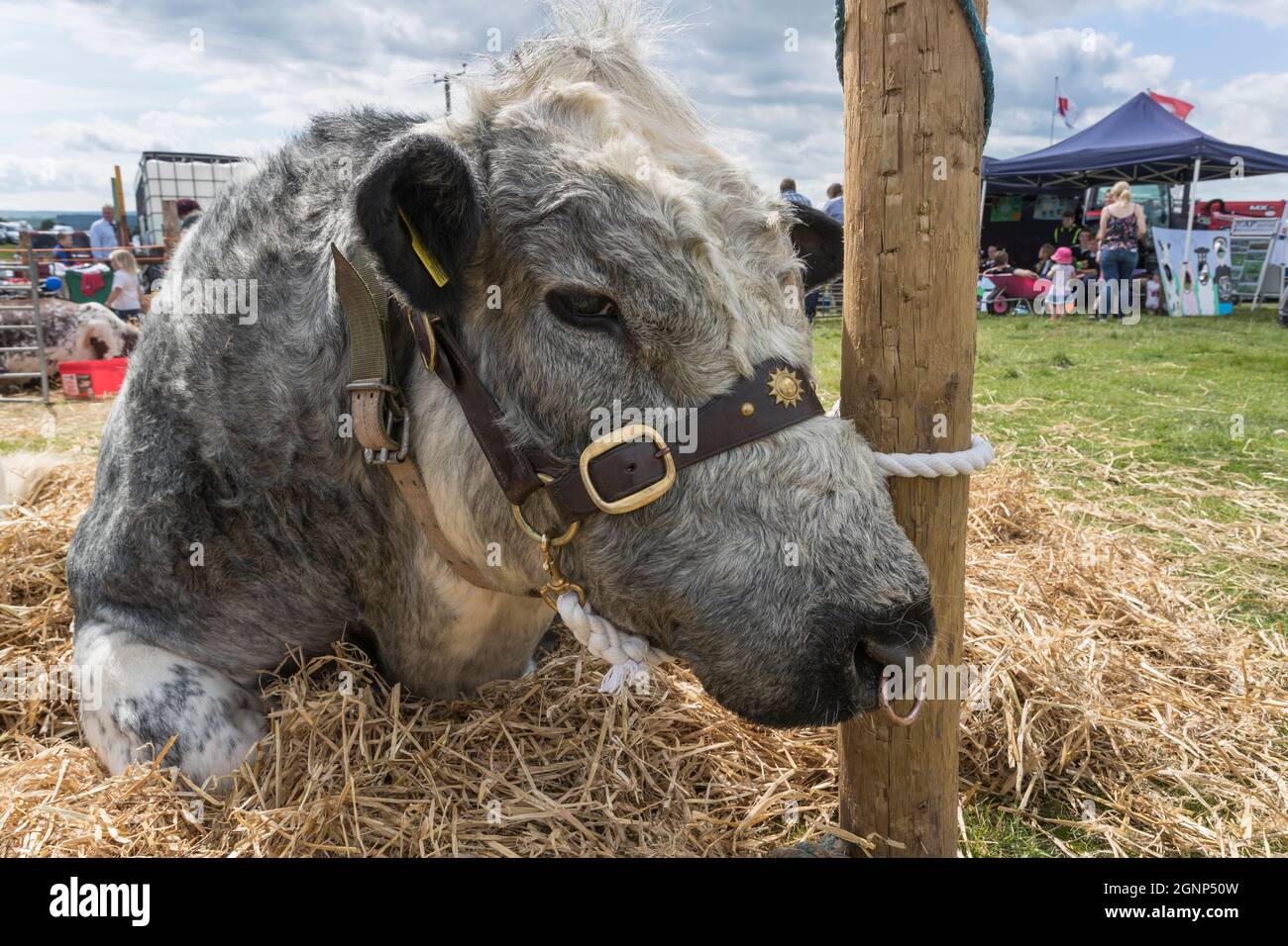 Cow awaiting judging, Appleby Show, Appleby-in-Westmorland, Cumbria ...