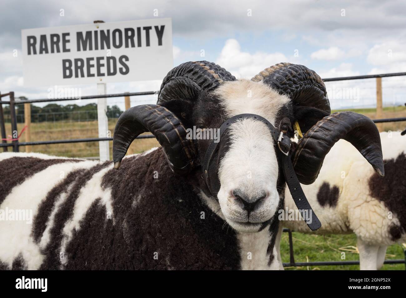 Jacob sheep in pen, Appleby show, Appleby-in-Westmorland, Cumbria Stock ...