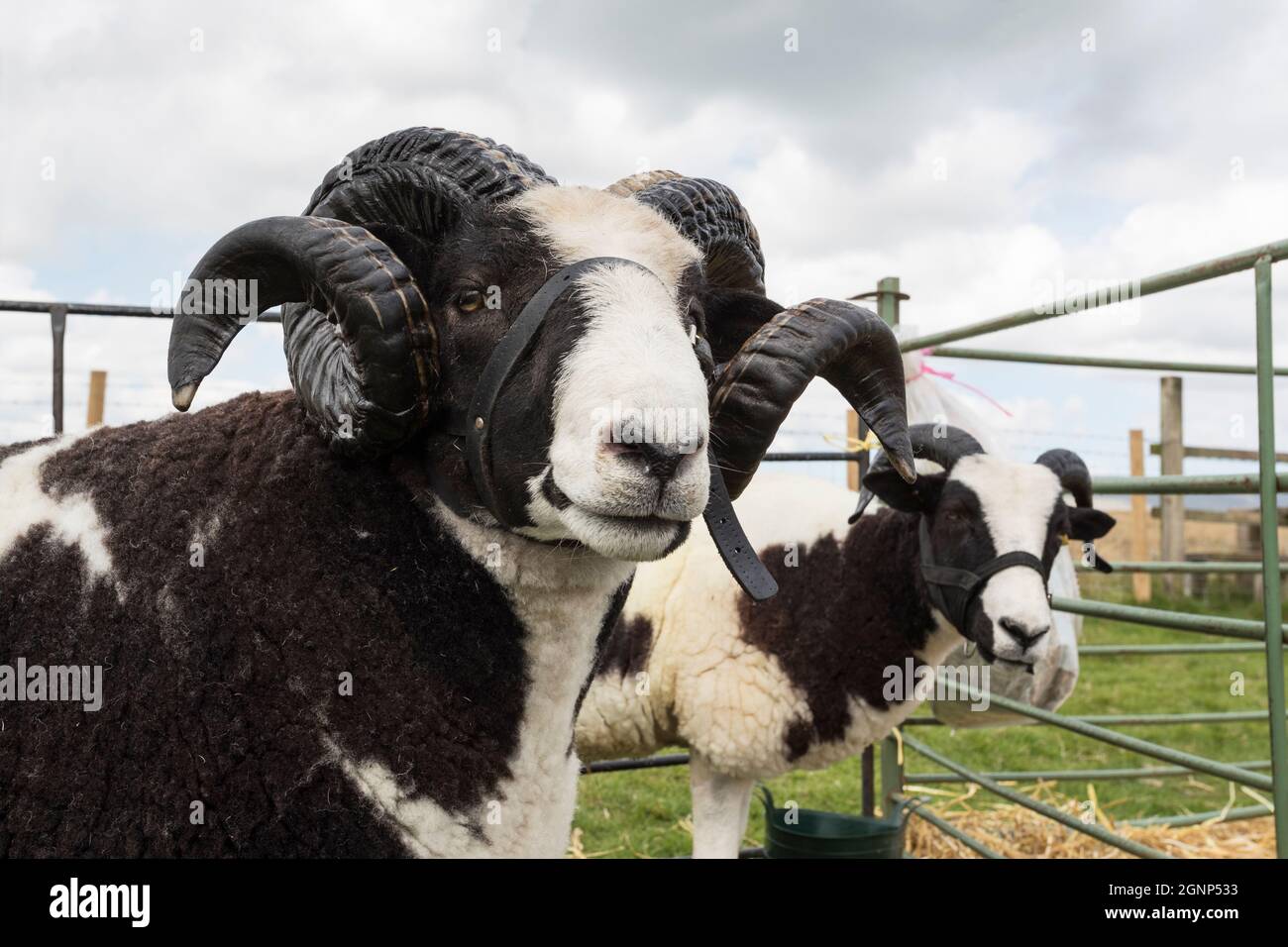Jacob sheep in pen, Appleby show, Appleby-in-Westmorland, Cumbria Stock ...