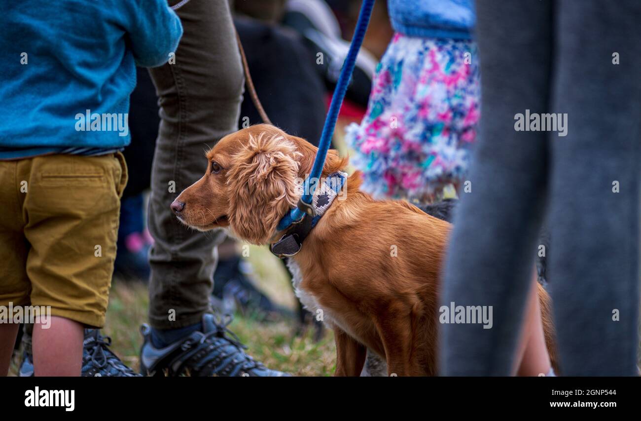 Fed up dog hi-res stock photography and images - Alamy