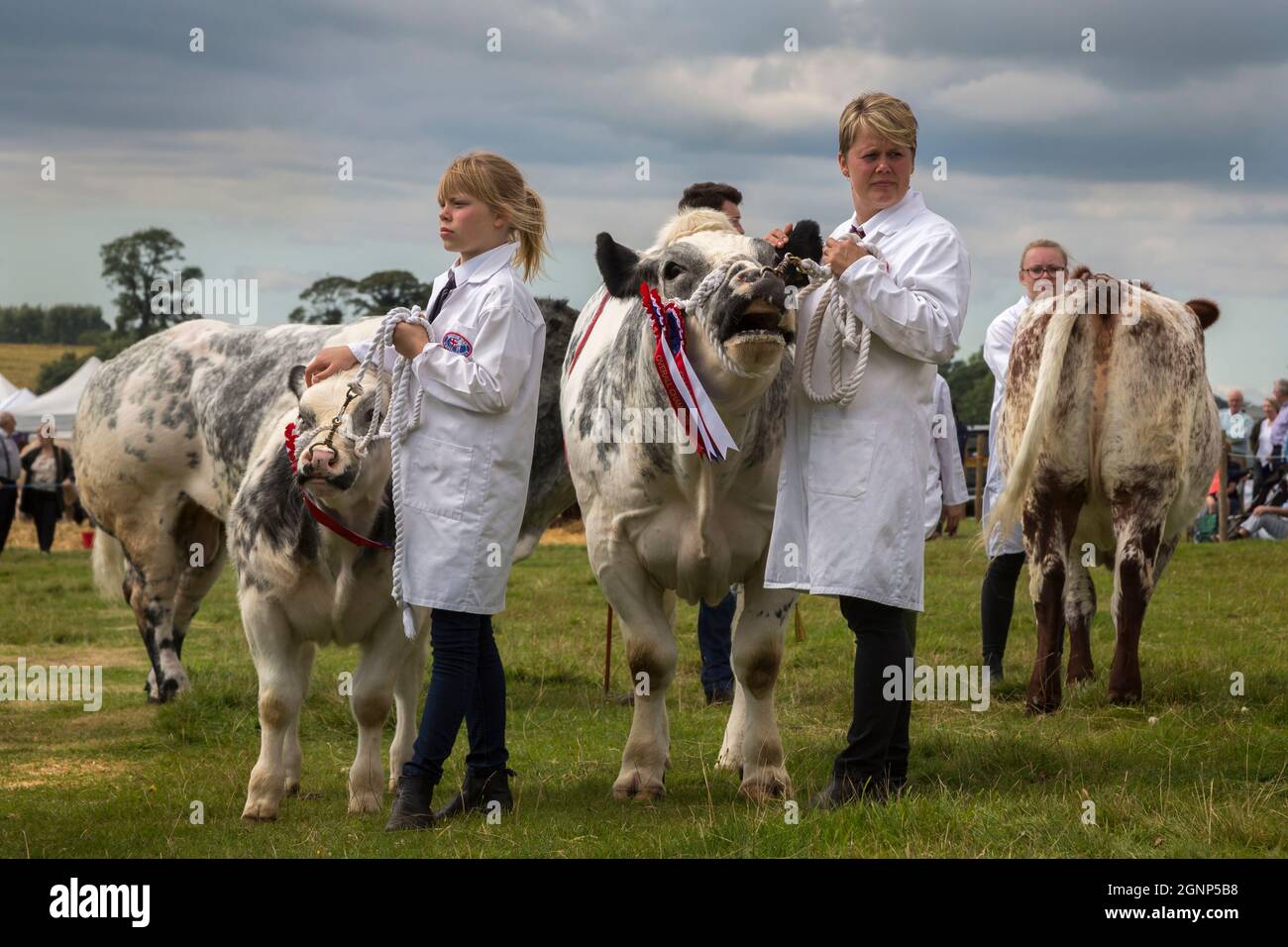 Parade of champion cattle, Appleby Show, Appleby-in-Westmorland ...