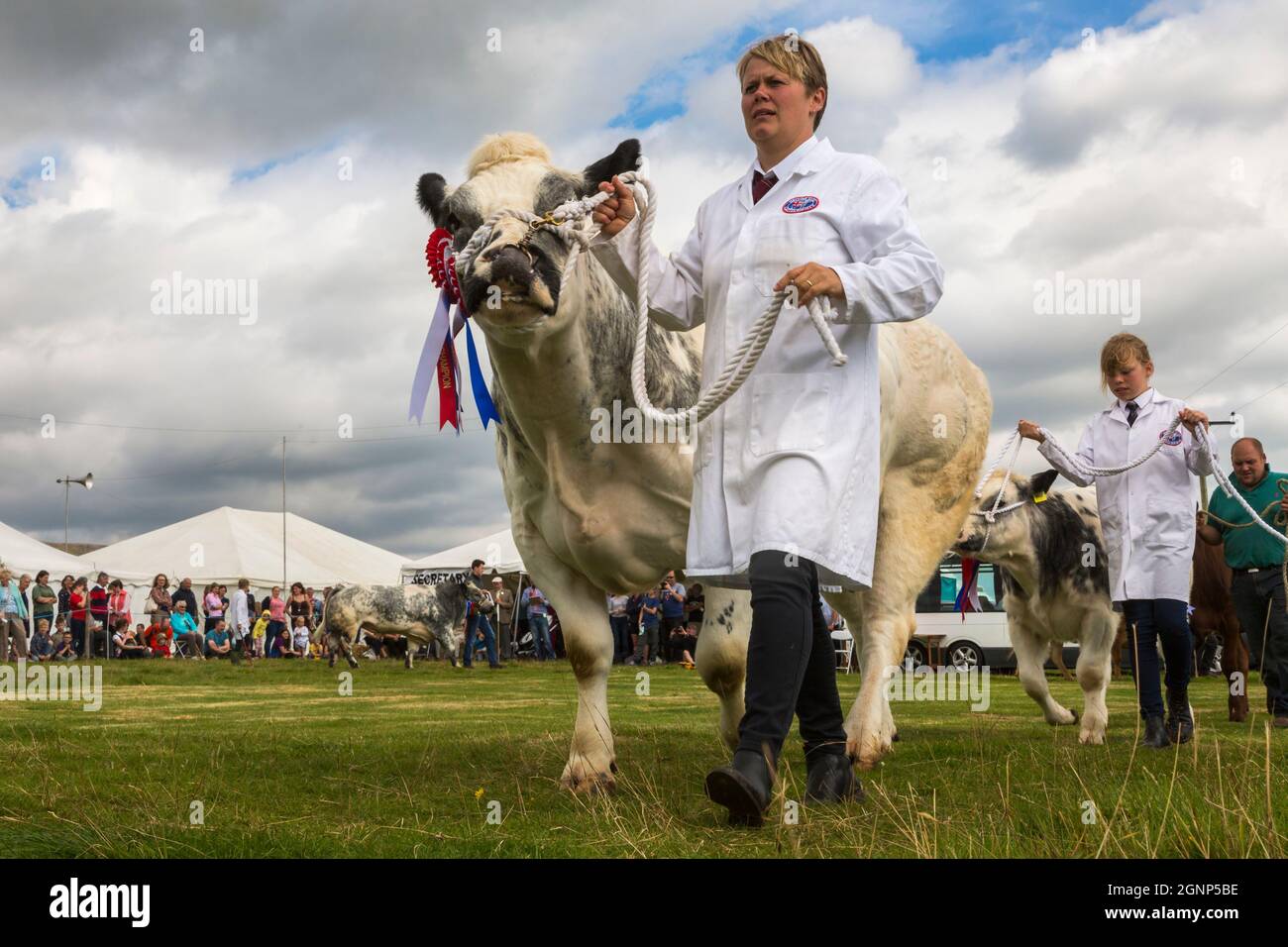 Parade of champion cattle, Appleby Show, Appleby-in-Westmorland ...