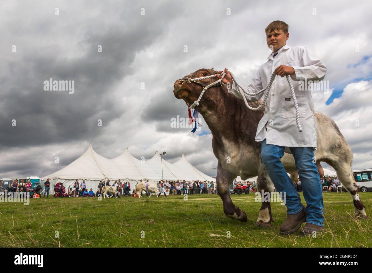 Parade of champion cattle, Appleby Show, Appleby-in-Westmorland ...