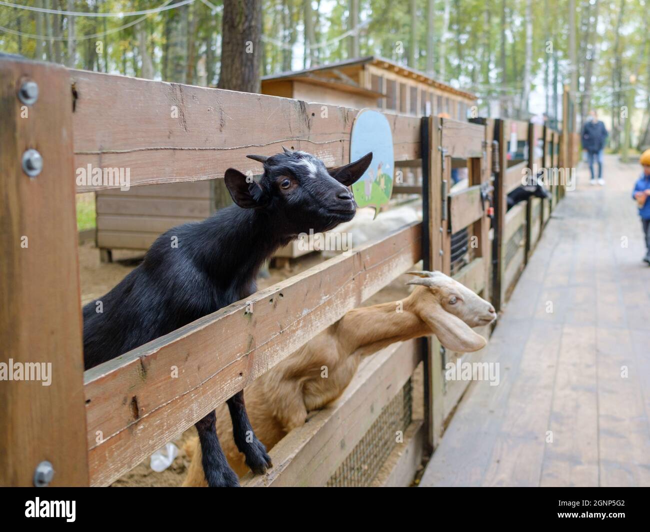 Selective focus on the goat protruding between the cage fence bars ...