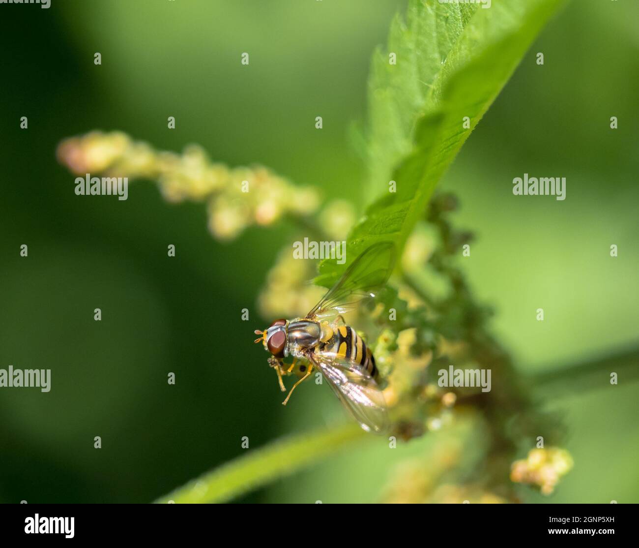 Closeup of the flying hoverfly Stock Photo - Alamy