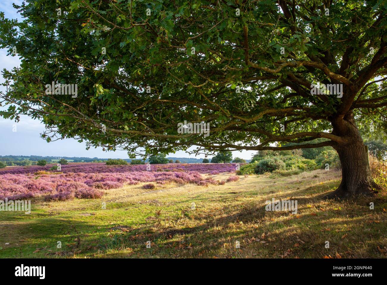 Tree trees canopy hi-res stock photography and images - Alamy