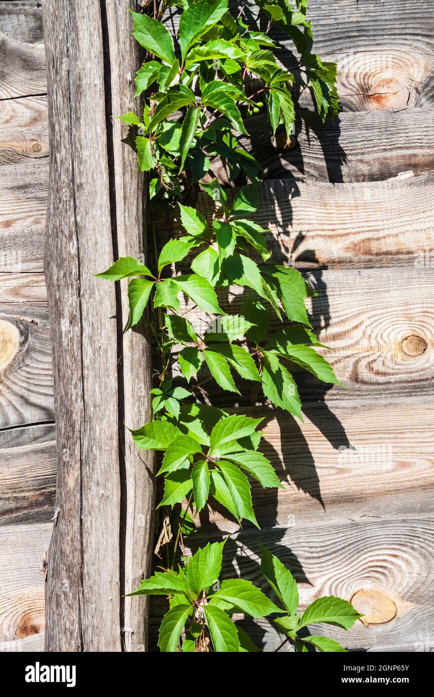 Parthenocissus quinquefolia, known as Virginia creeper, Victoria ...