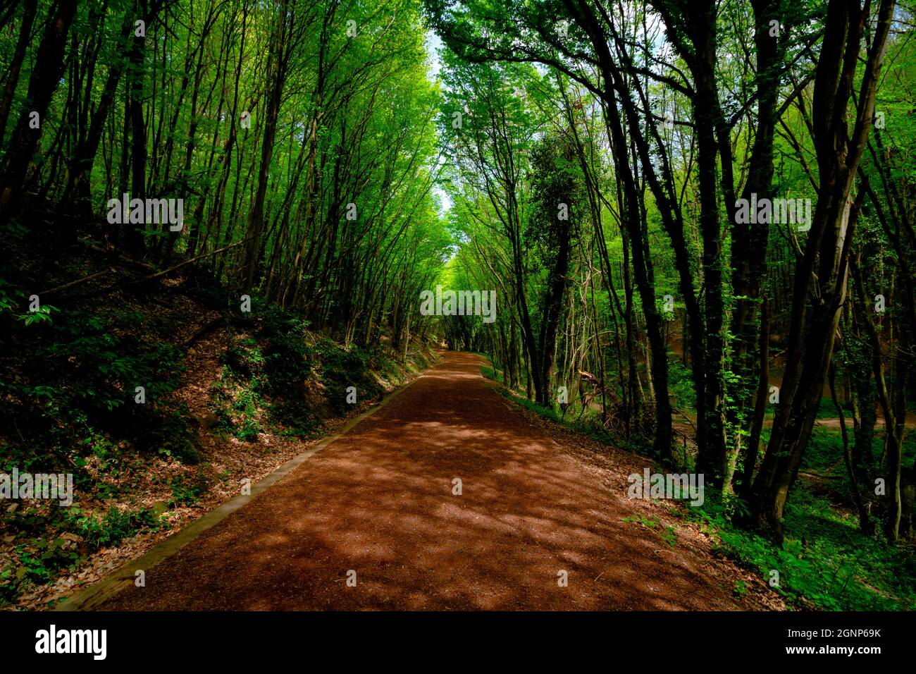 Trekking path in the forest. Walking pathway. Healthy lifestyle Stock ...
