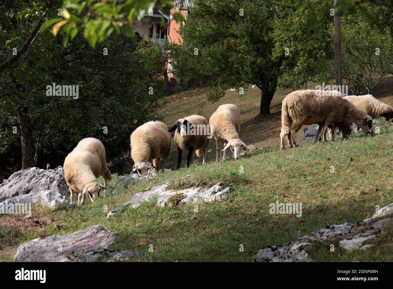 A herd of white sheep grazes on a fenced pasture Stock Photo - Alamy