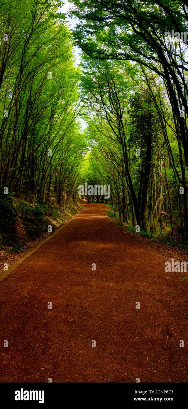 Trekking path in the forest. Walking pathway. Healthy lifestyle Stock ...