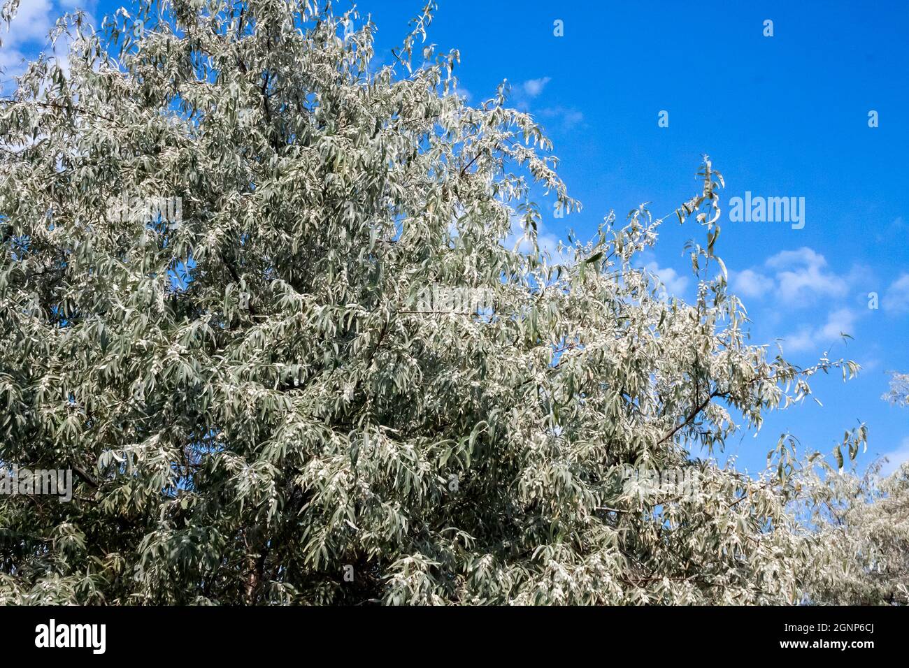 Elaeagnus angustifolia (commonly called Russian olive, silver berry ...