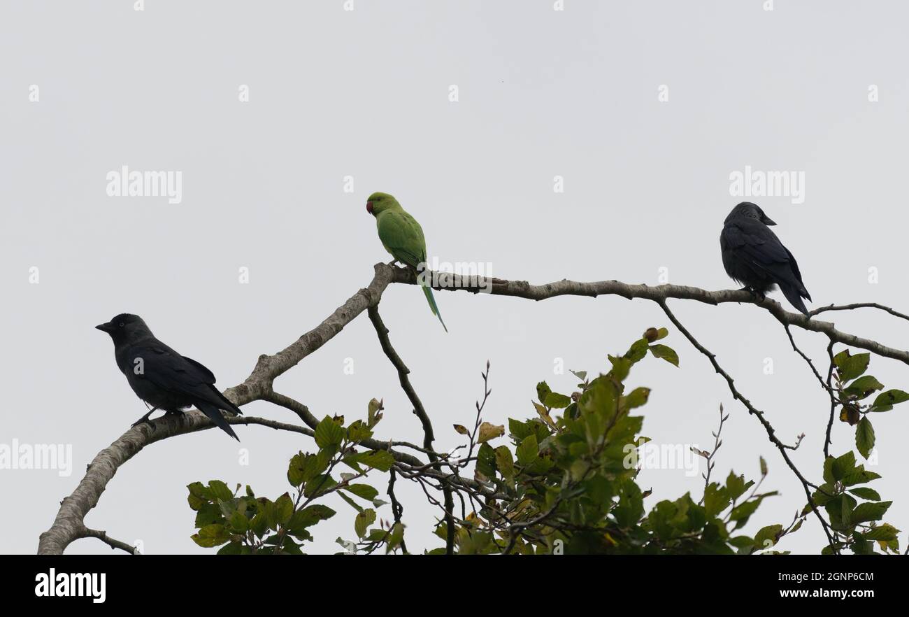 Black ringed white eye hi-res stock photography and images - Alamy