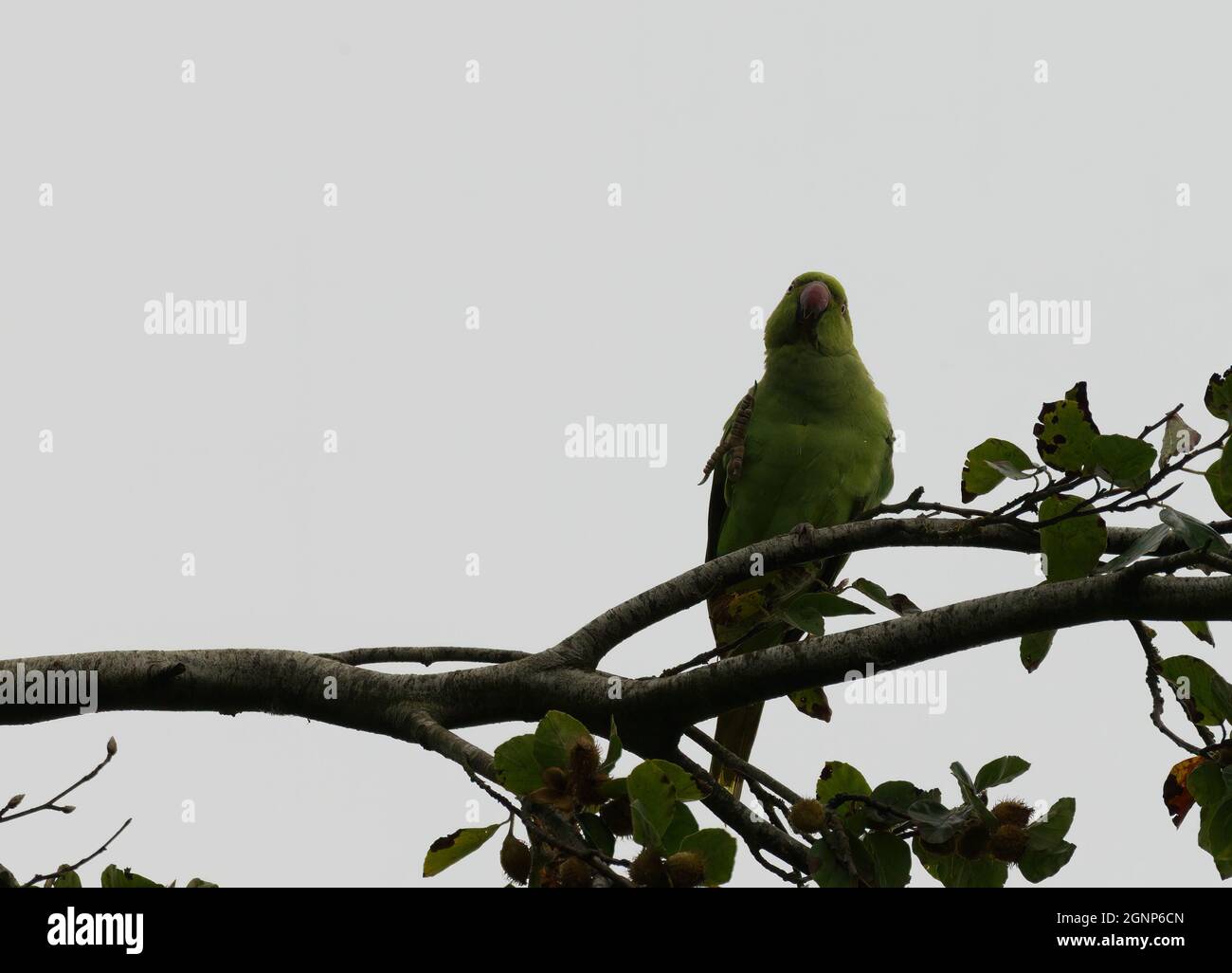 Black ringed white eye hi-res stock photography and images - Alamy