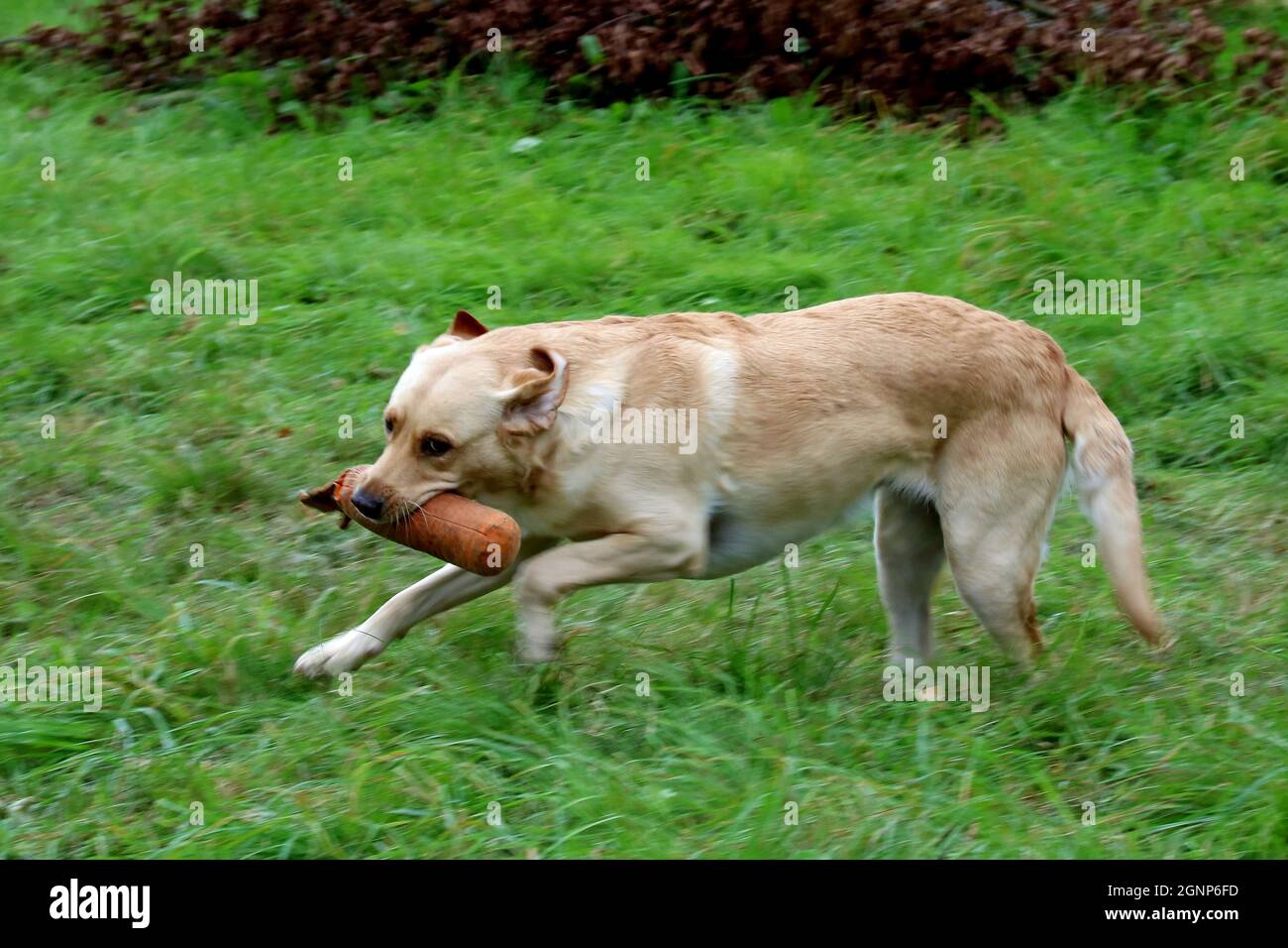 Running labrador dog retrieving a dog training dummy in a field Stock ...