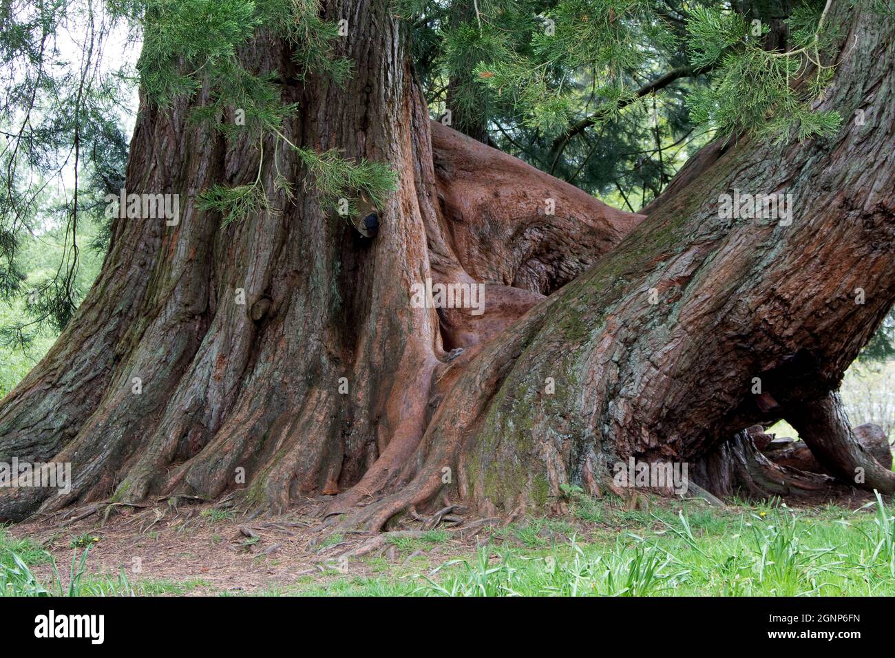 Ancient fir tree trunks in a country park setting Stock Photo - Alamy
