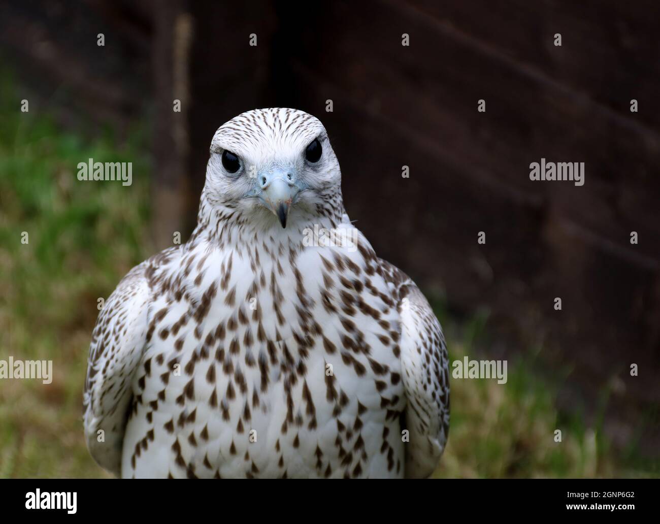 Peregrine falcon stoop hi-res stock photography and images - Alamy